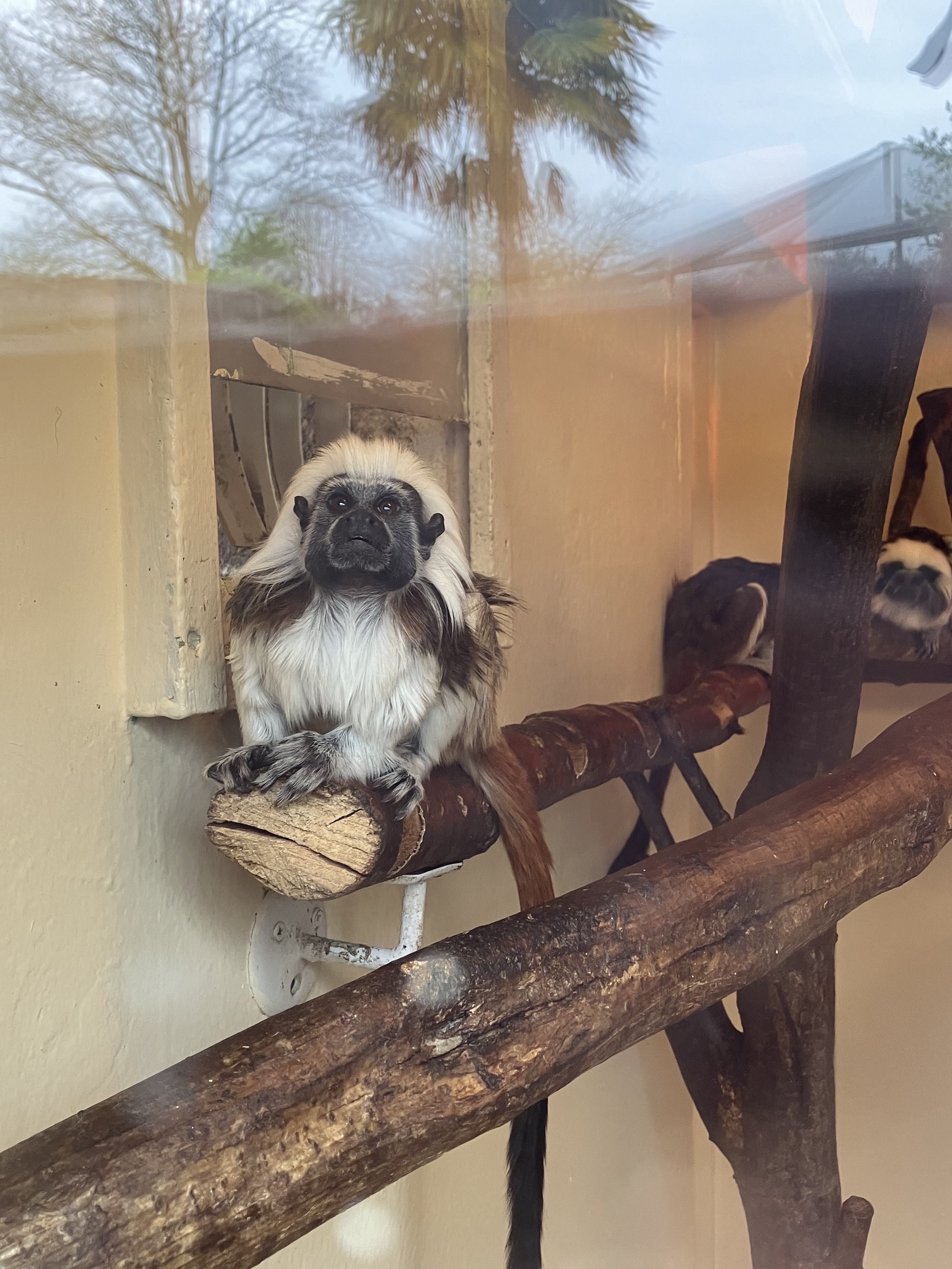 Should Zoos Still Exist? – A Midlife Adventure