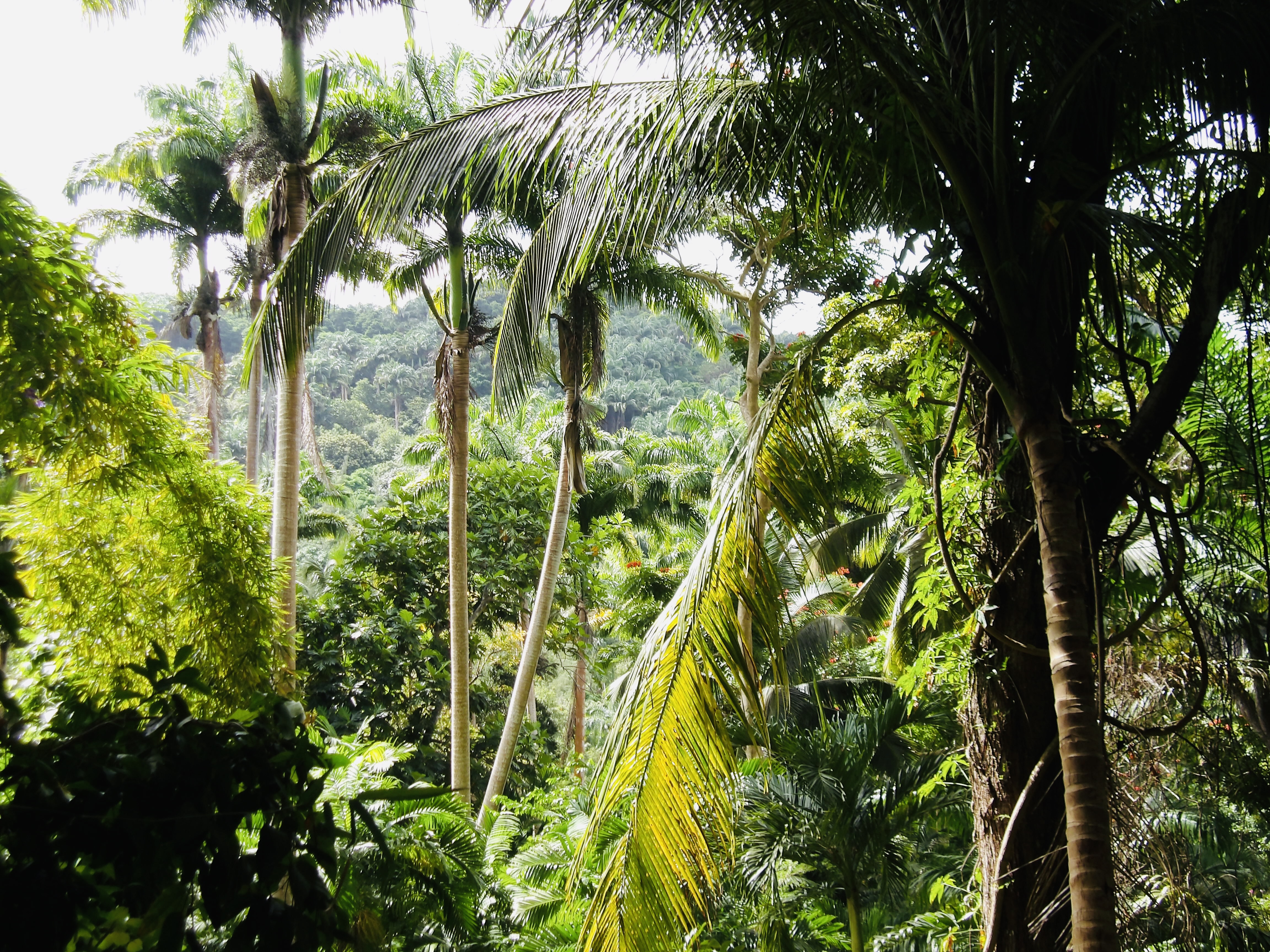 Discover the Serenity of Barbados’ Flower Forest – A Midlife Adventure
