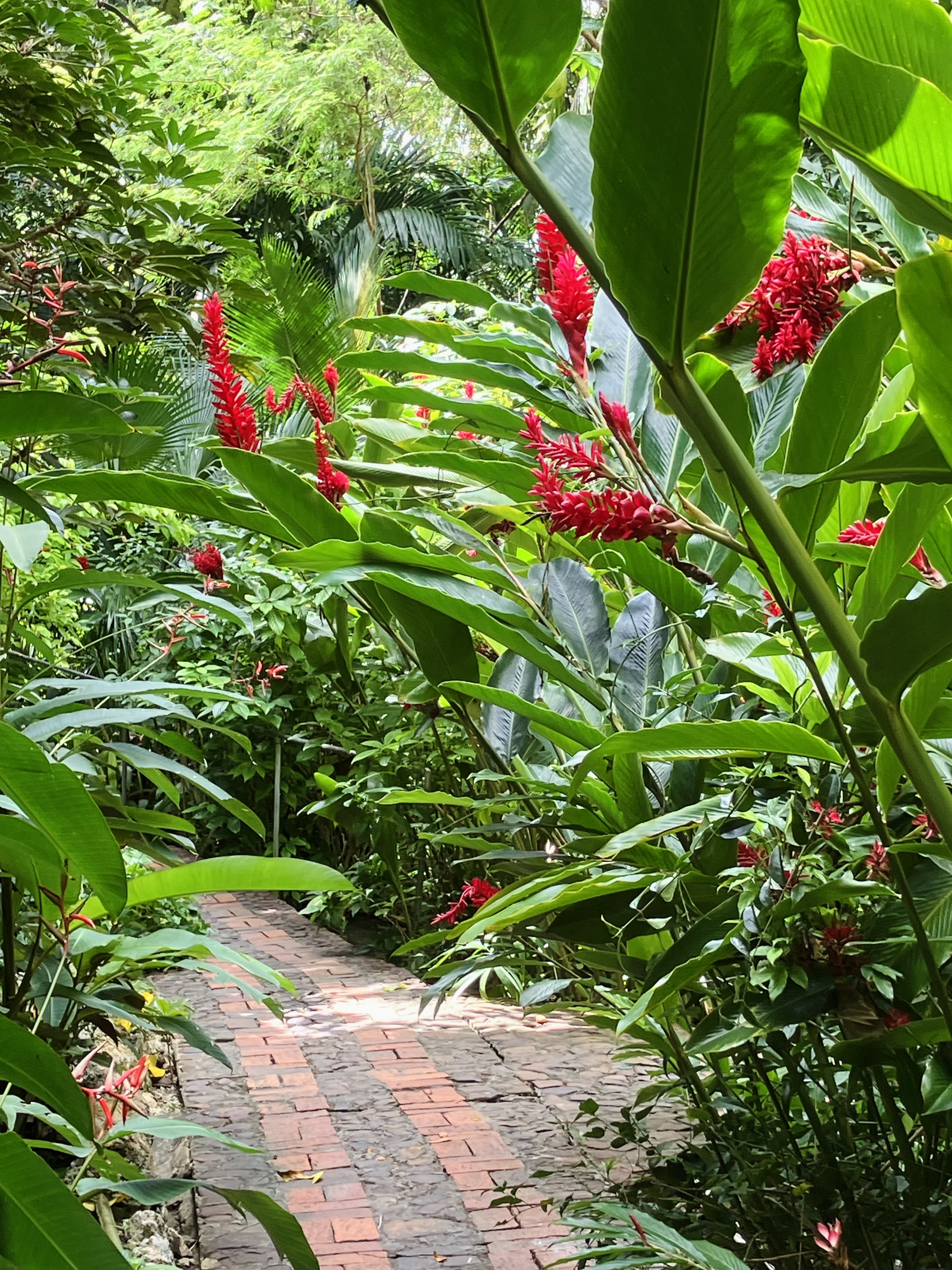 Discover the Serenity of Barbados’ Flower Forest – A Midlife Adventure